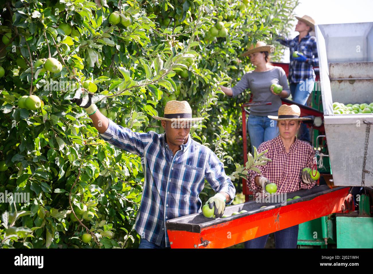 Collecting ripe apples in professional sorting platform Stock Photo - Alamy