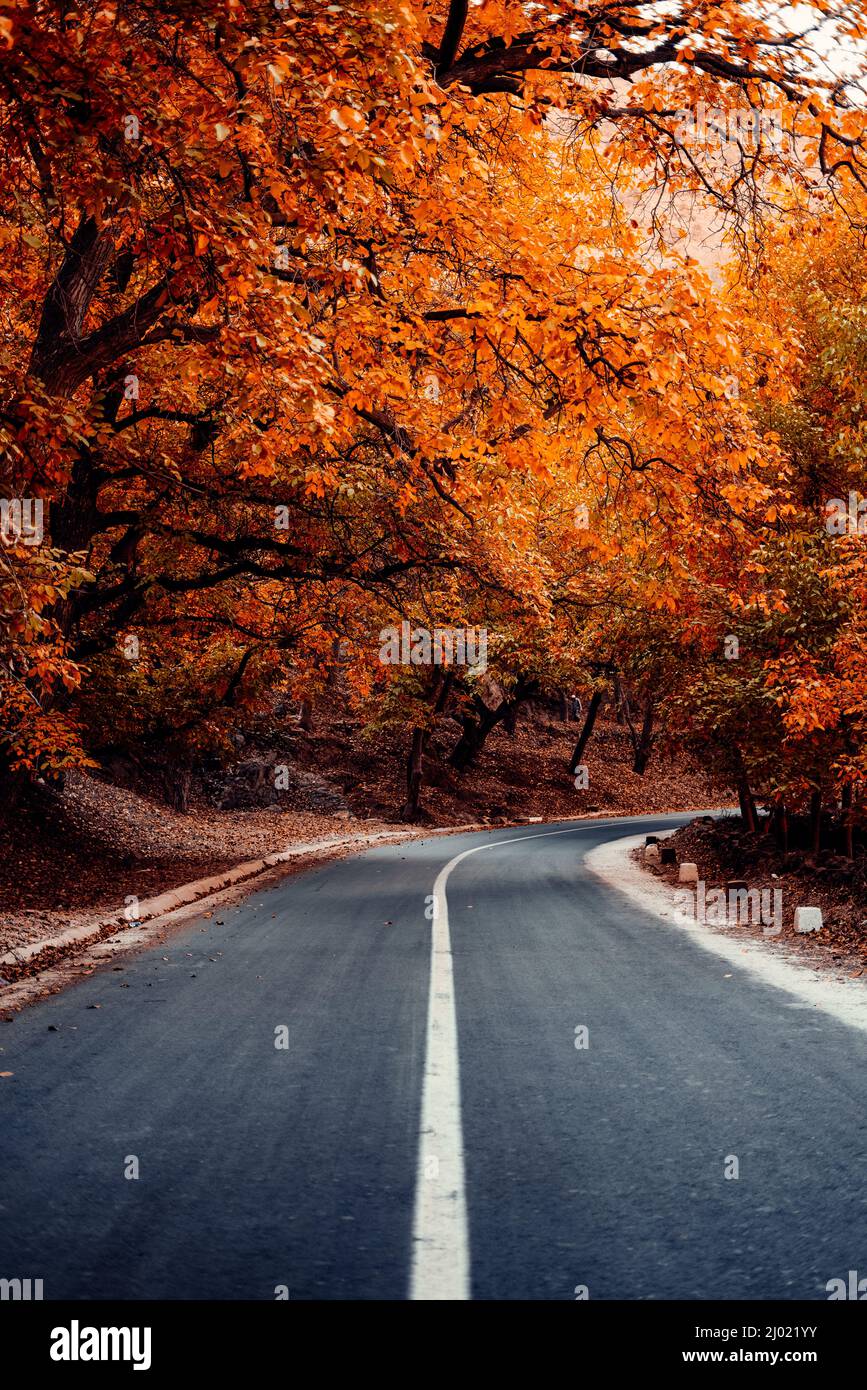 Vertical shot of an empty highway amidst autumn leaves Stock Photo - Alamy