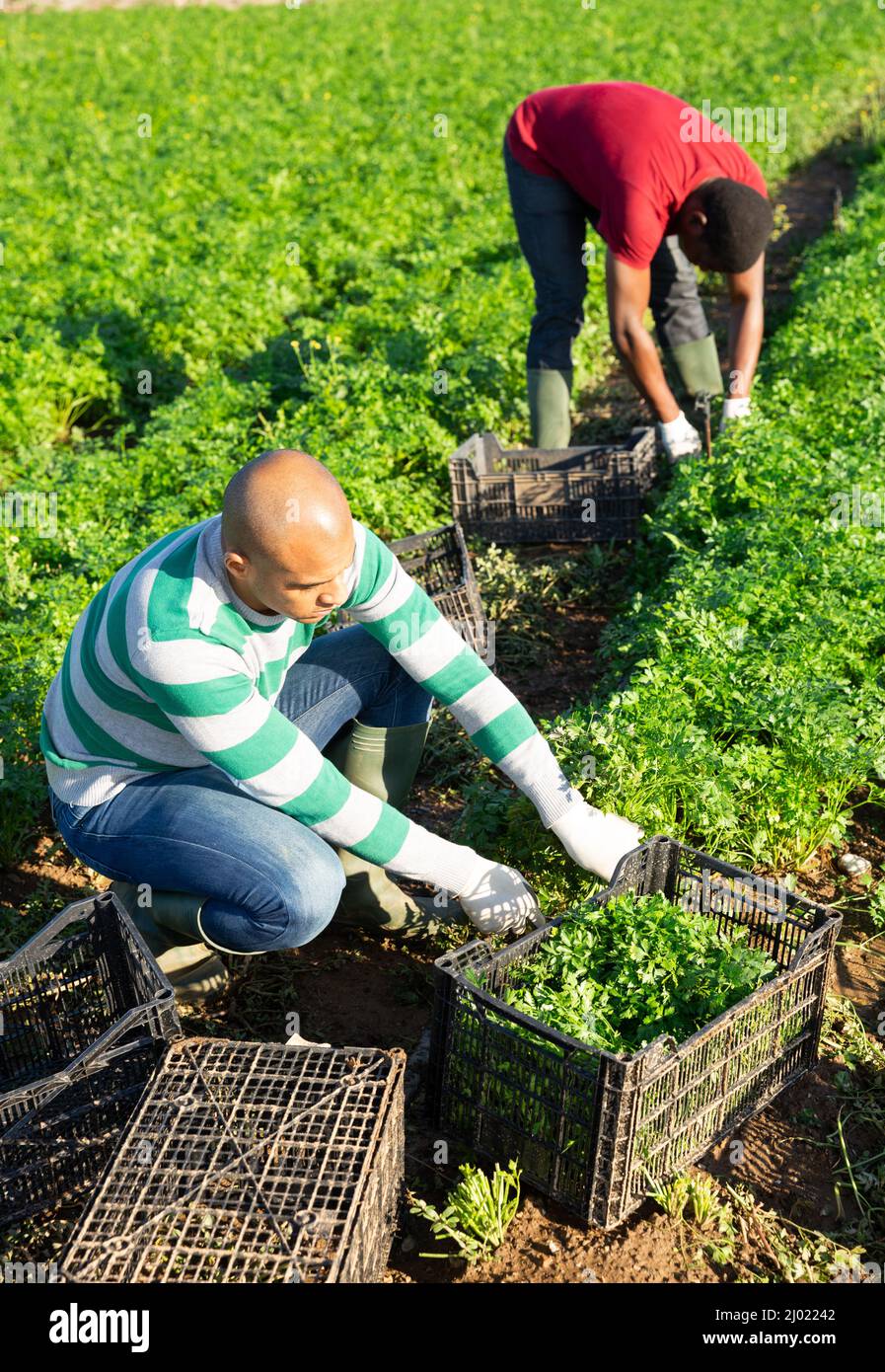 Afro and Latino farm workers picking parsley Stock Photo - Alamy