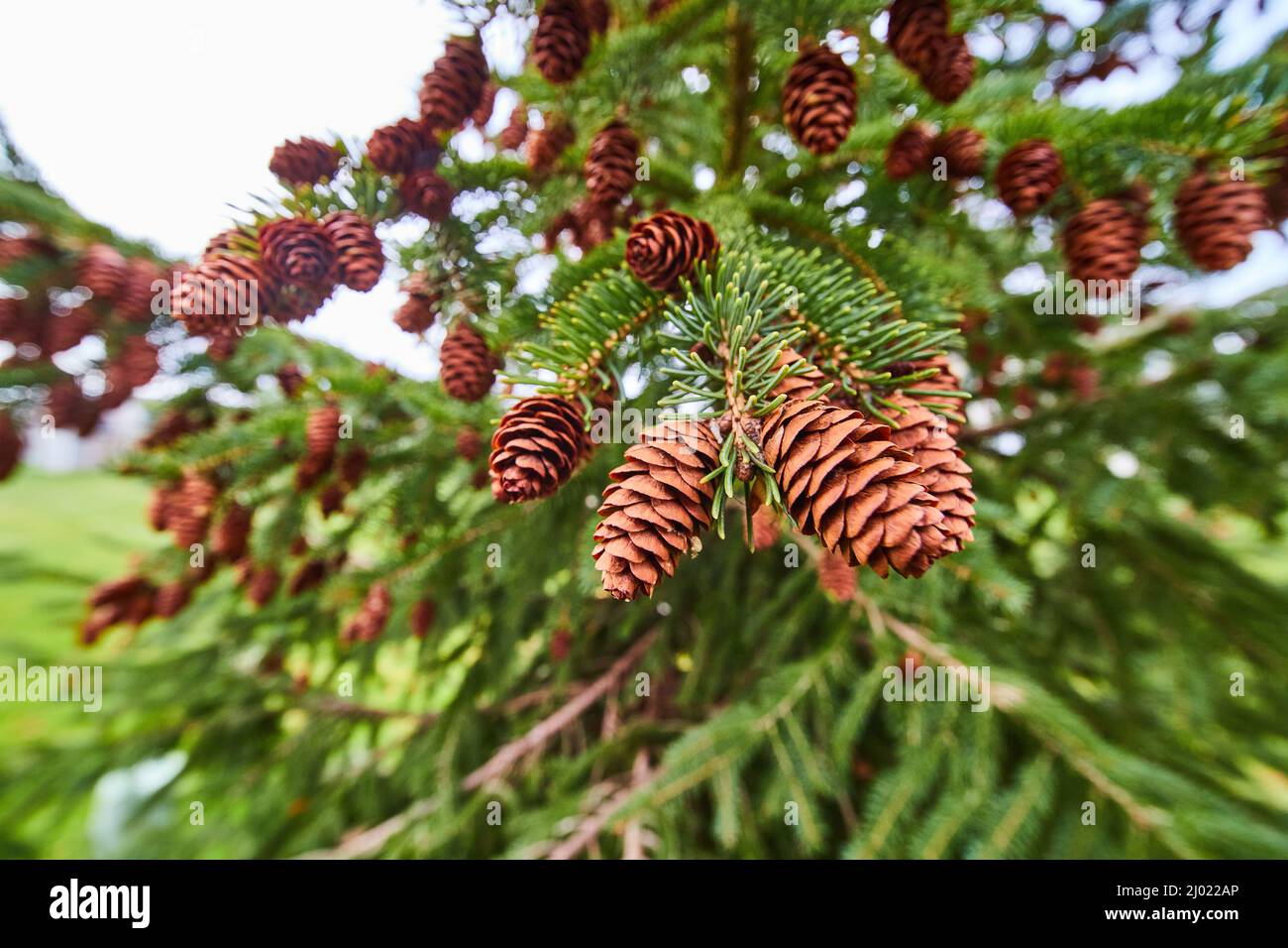 Closeup view pine tree branch hi-res stock photography and images - Alamy