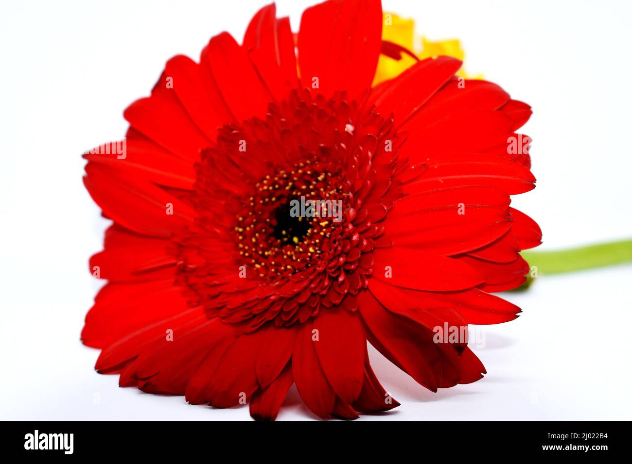 Red snap dragon plant hi-res stock photography and images - Alamy
