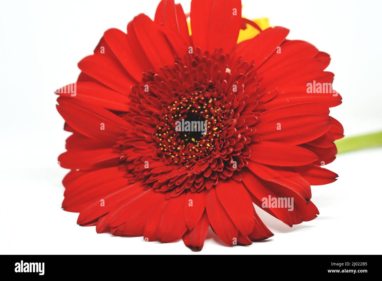 Red snap dragon hi-res stock photography and images - Alamy