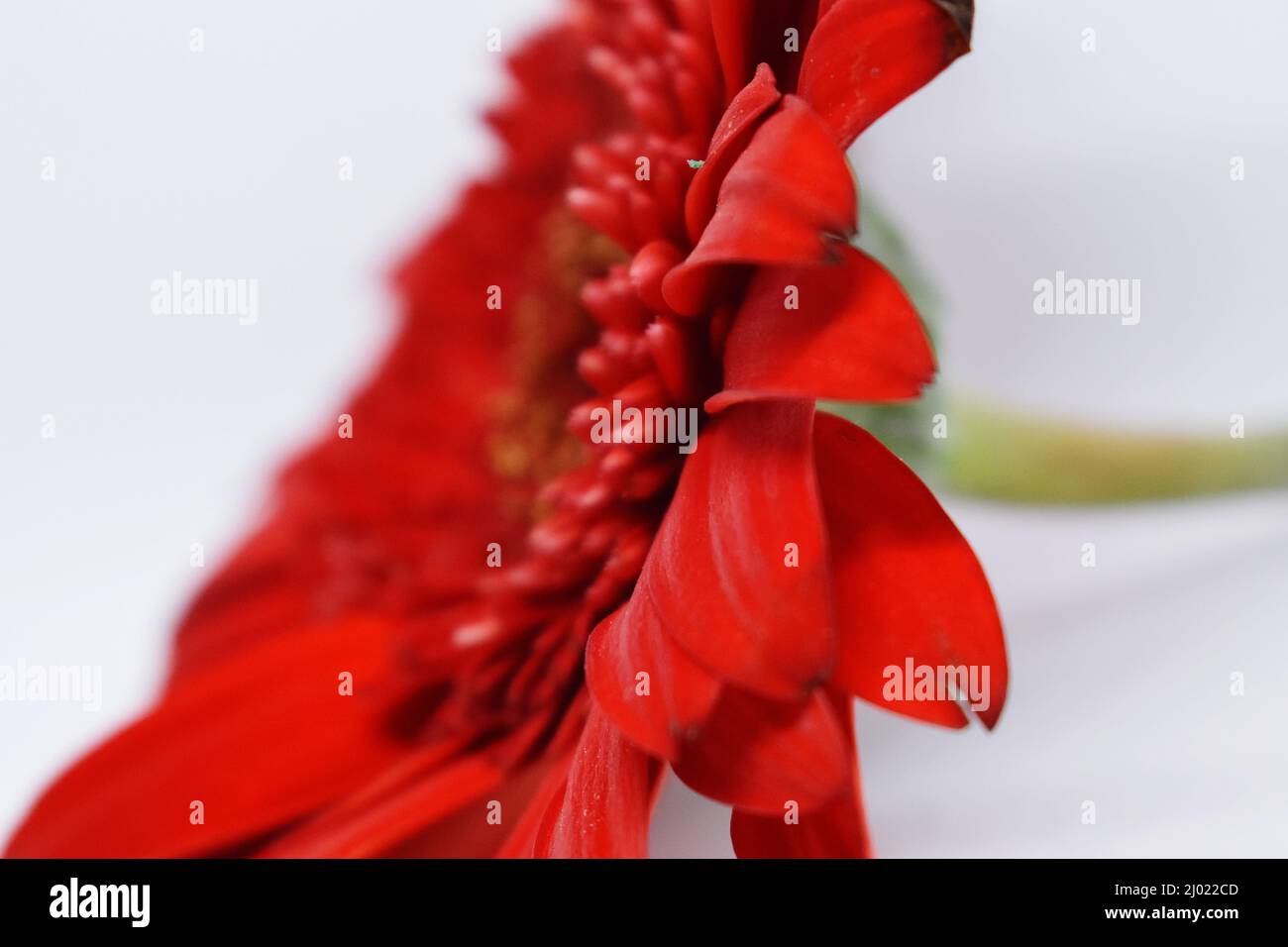 Red snap dragon plant hi-res stock photography and images - Alamy