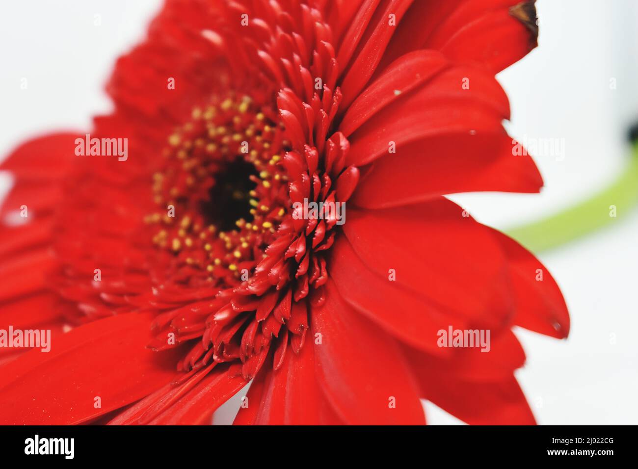 Red snap dragon plant hi-res stock photography and images - Alamy