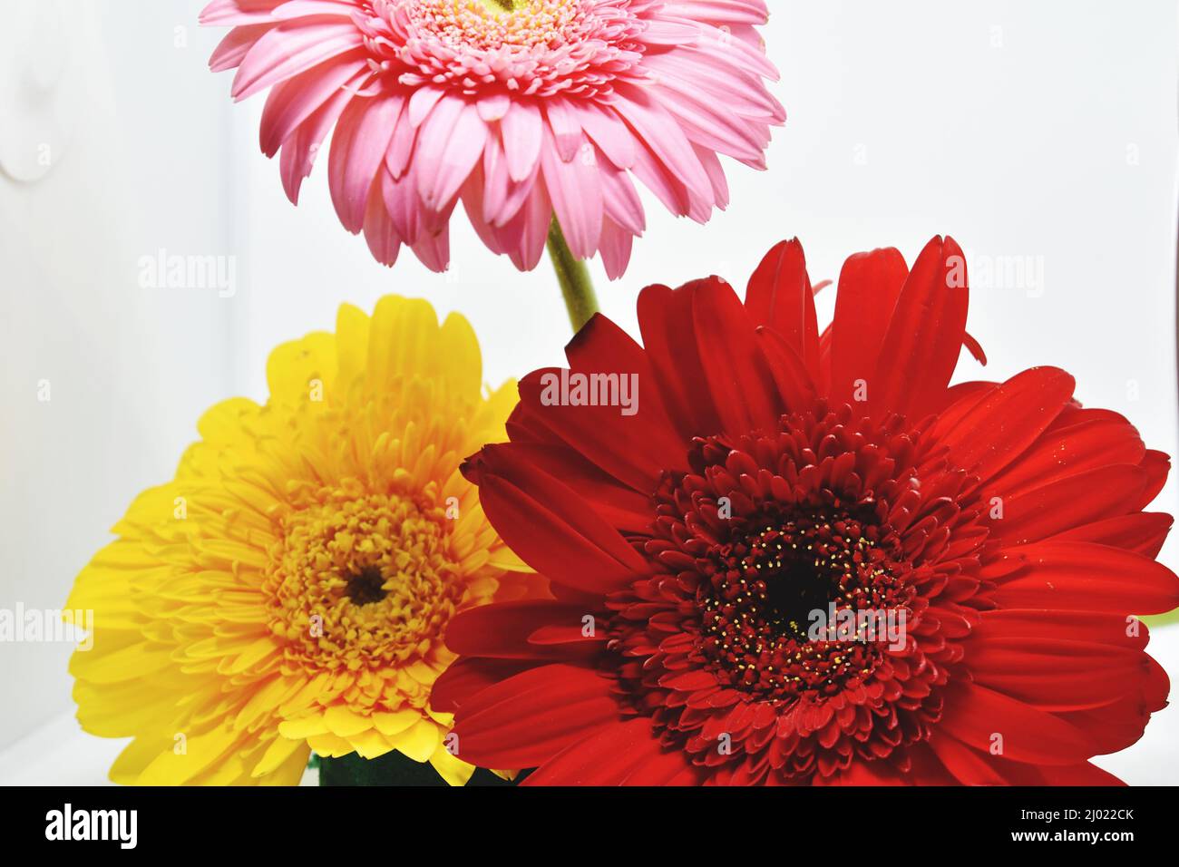 Snap of flower in white background Stock Photo - Alamy