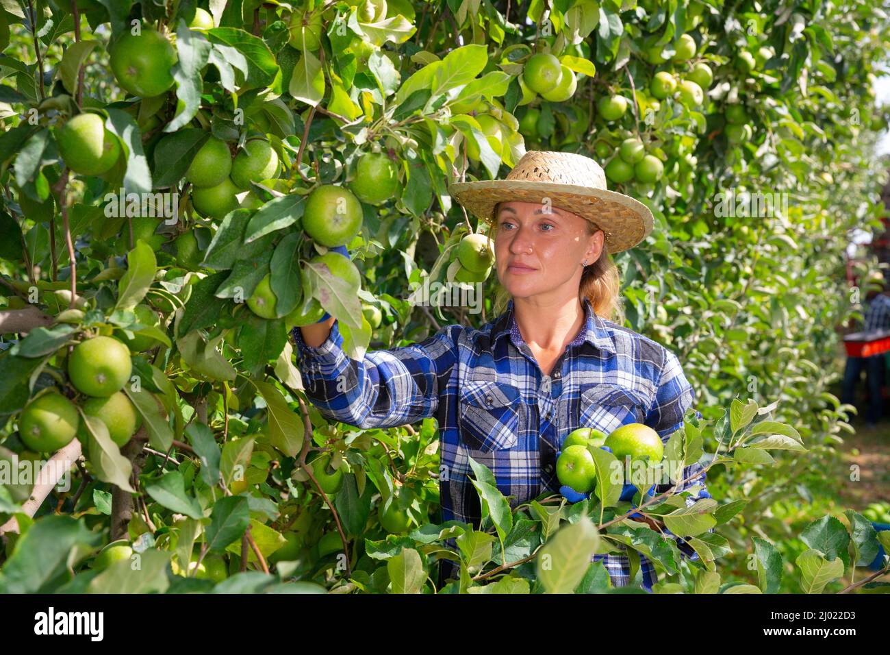 Positive woman picking ripe apples from a tree in garden Stock Photo ...