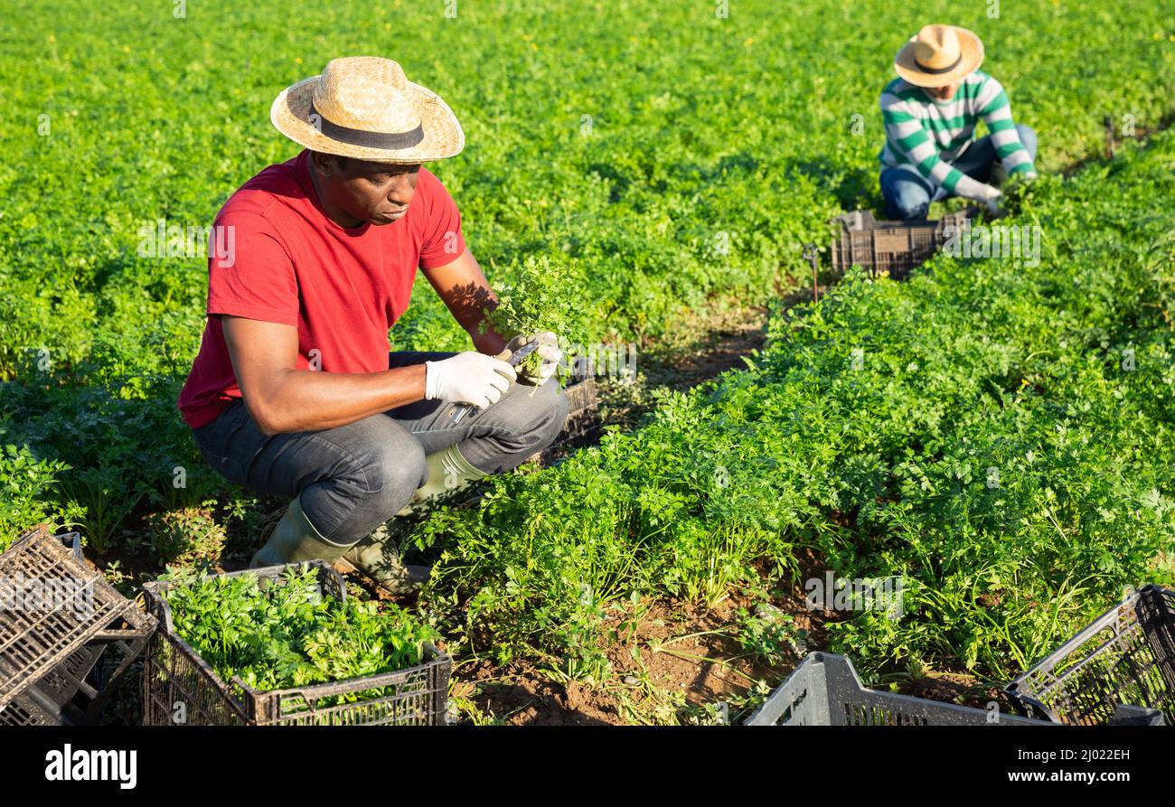 Afro and Latino farm workers picking parsley Stock Photo - Alamy