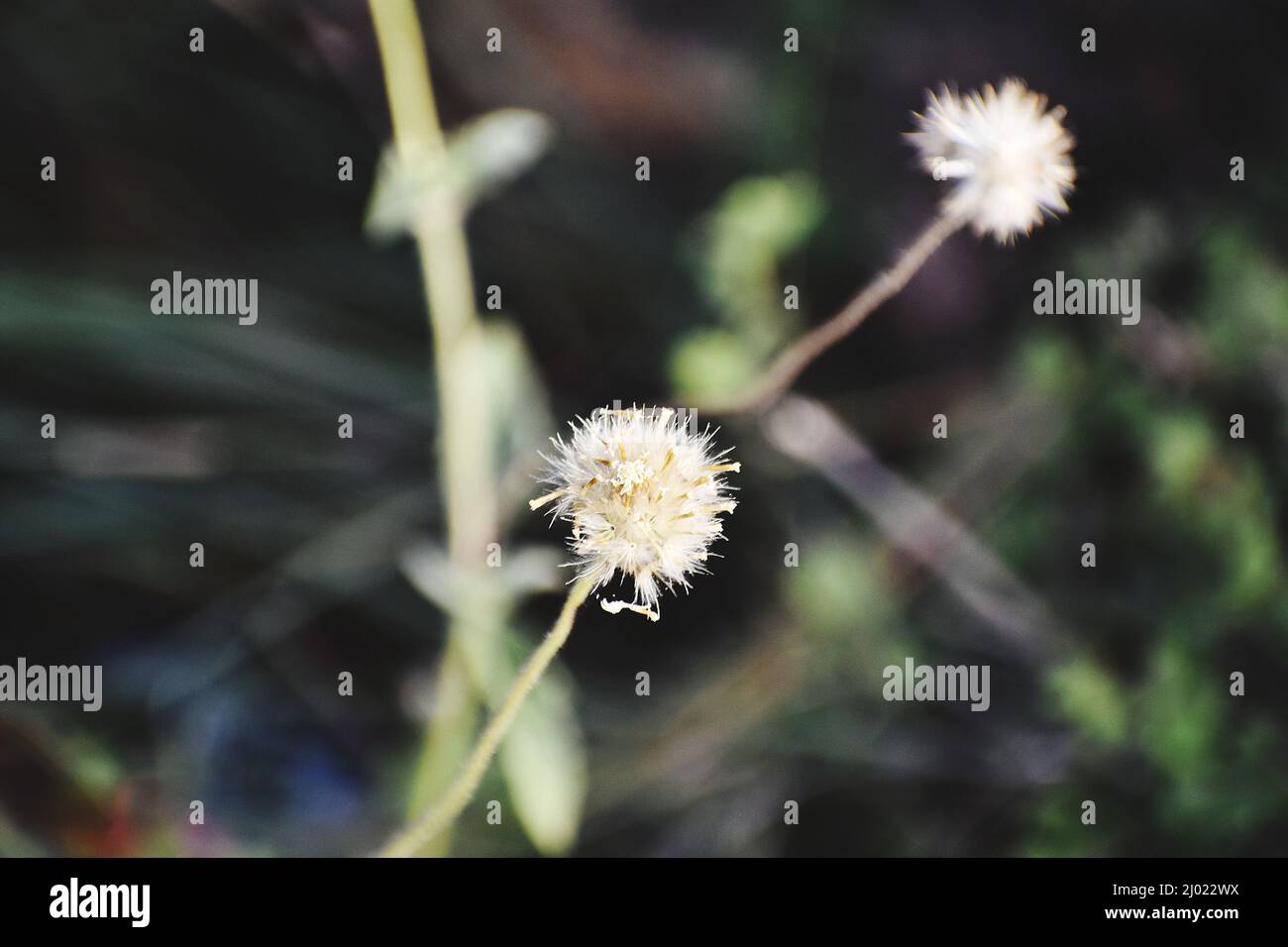 sNAP OF WHOTE FLOWER Stock Photo - Alamy