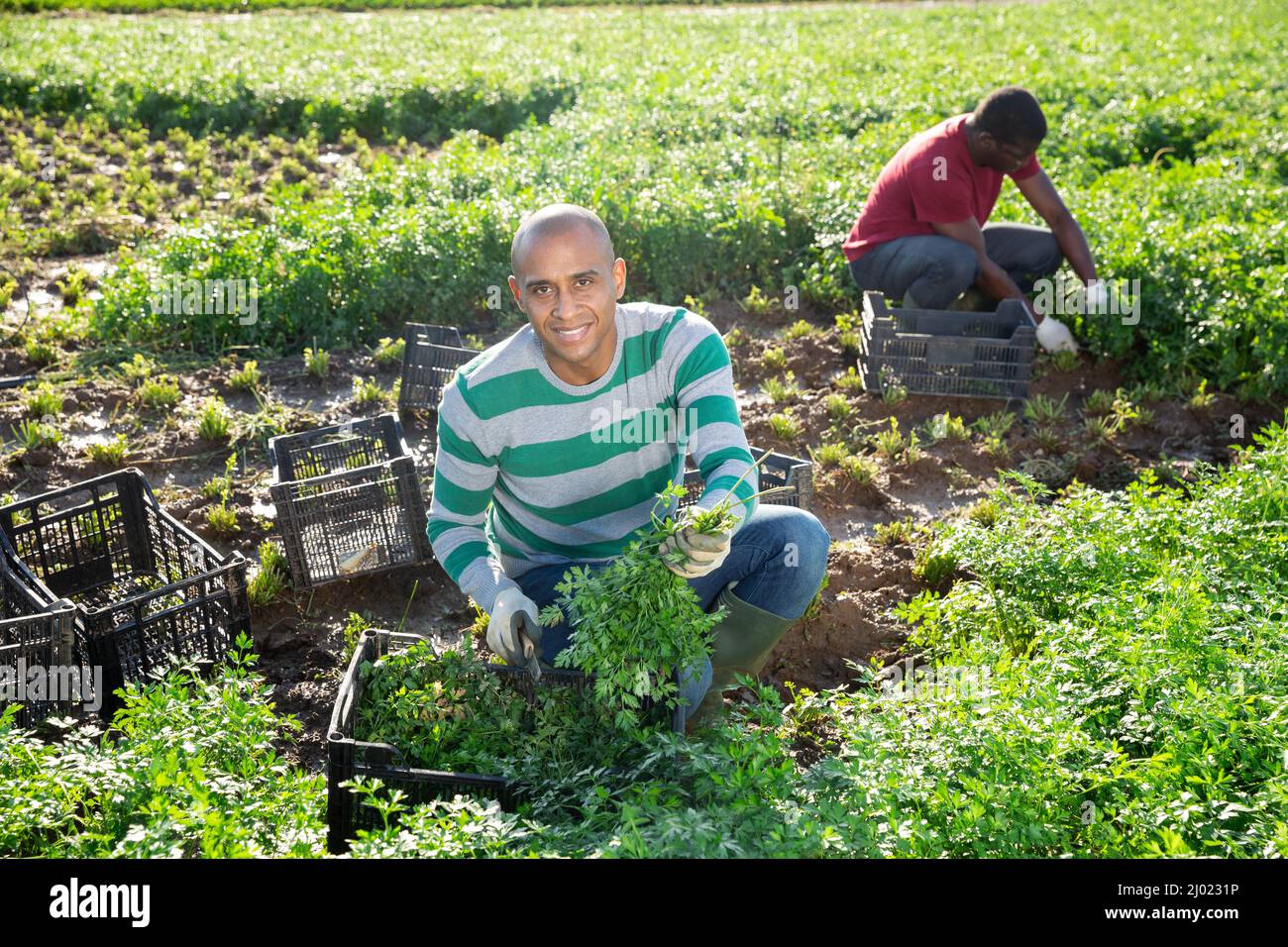 Latin american worker harvesting parsley on farm plantation Stock Photo ...