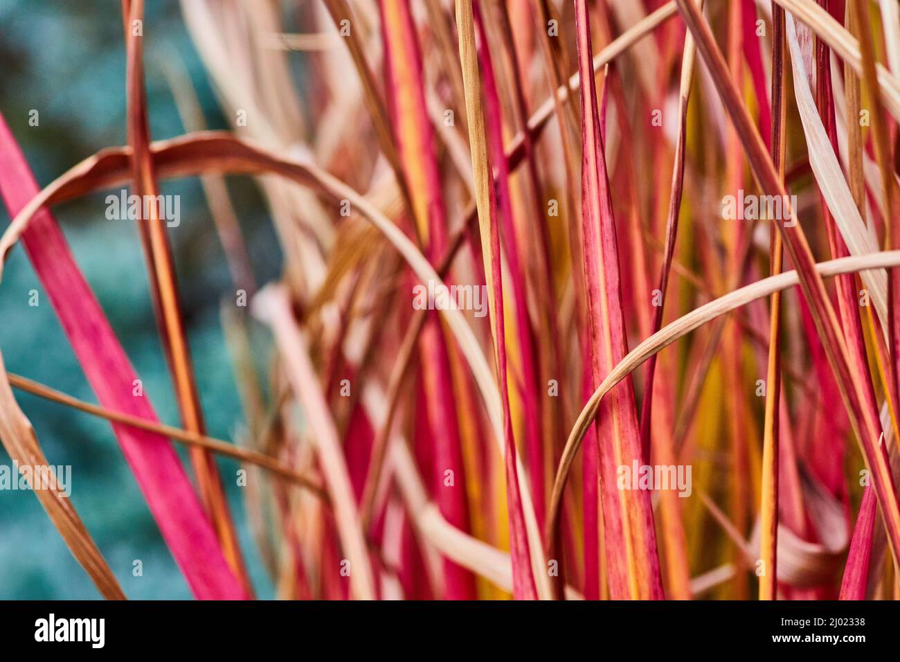 Fall grass detail of red and brown Stock Photo - Alamy