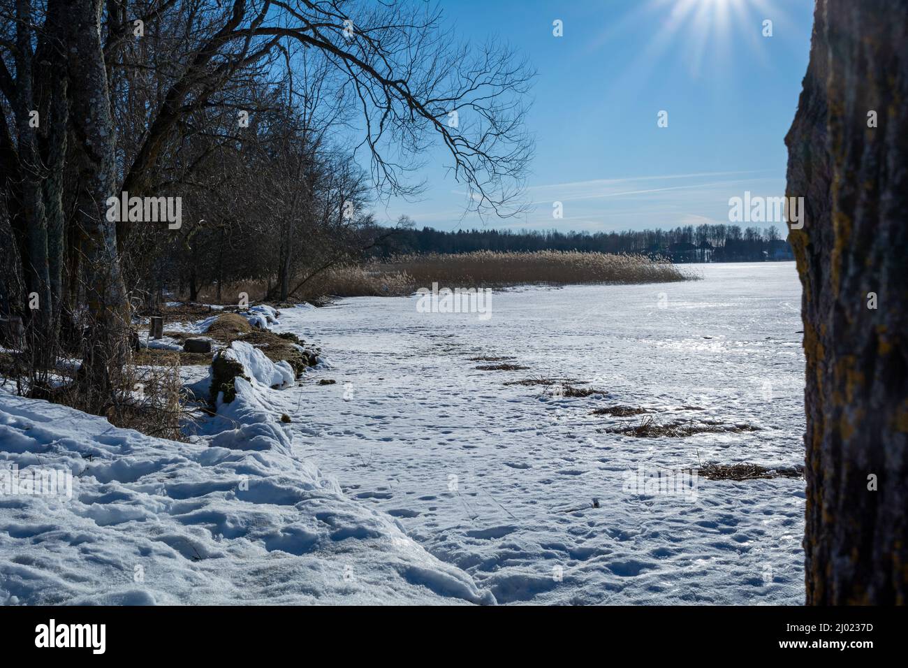 Winterly scenery on the shore of a frozen lake with common reed and ...