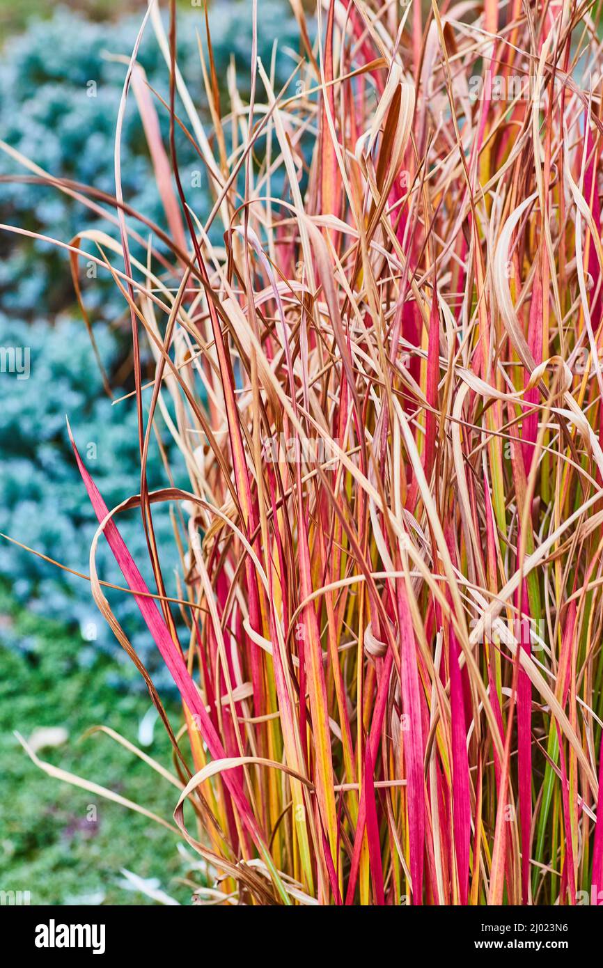 Red and brown fall grass plant up close surrounded by shrubs Stock ...