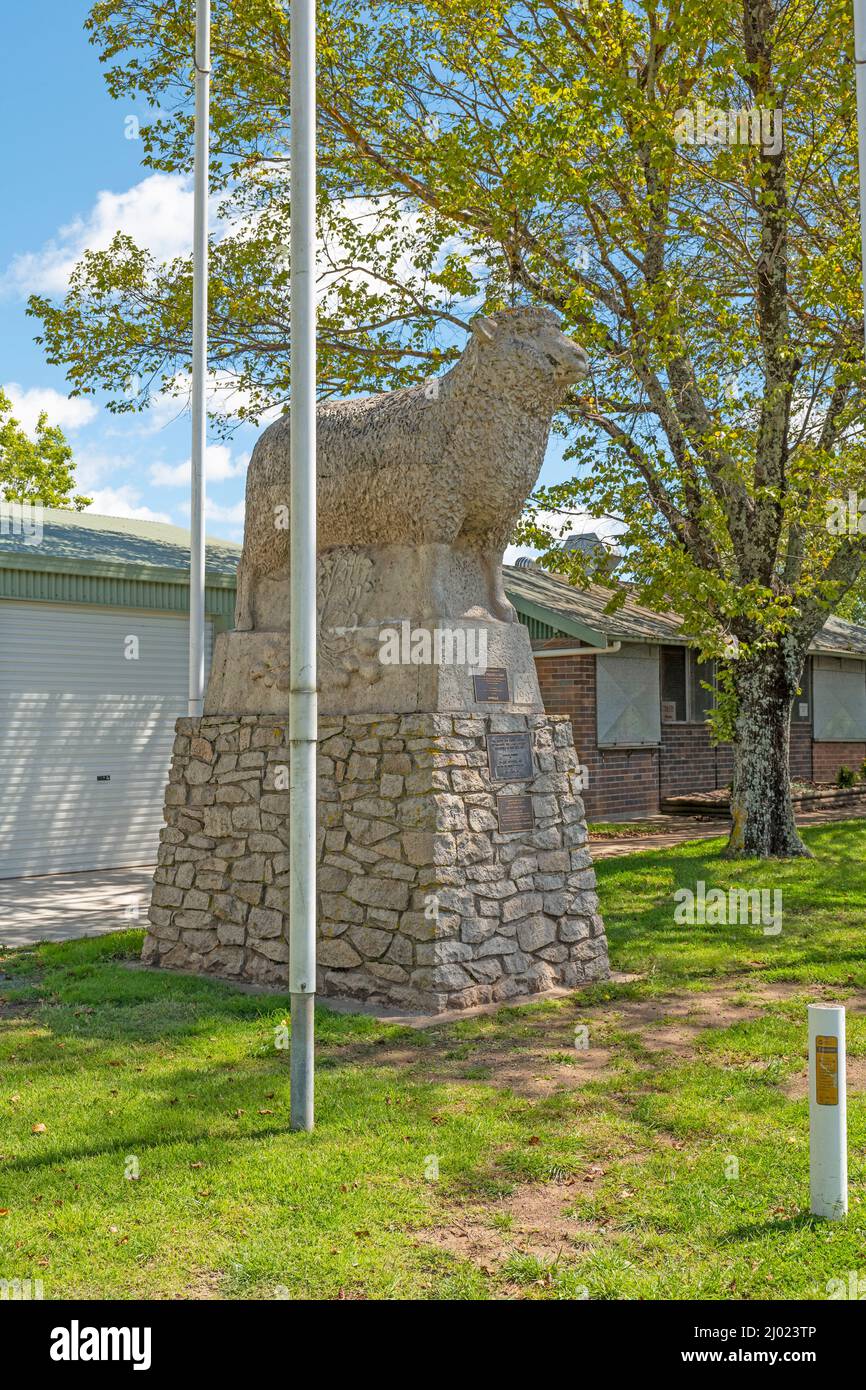 Guyra lamb hi-res stock photography and images - Alamy