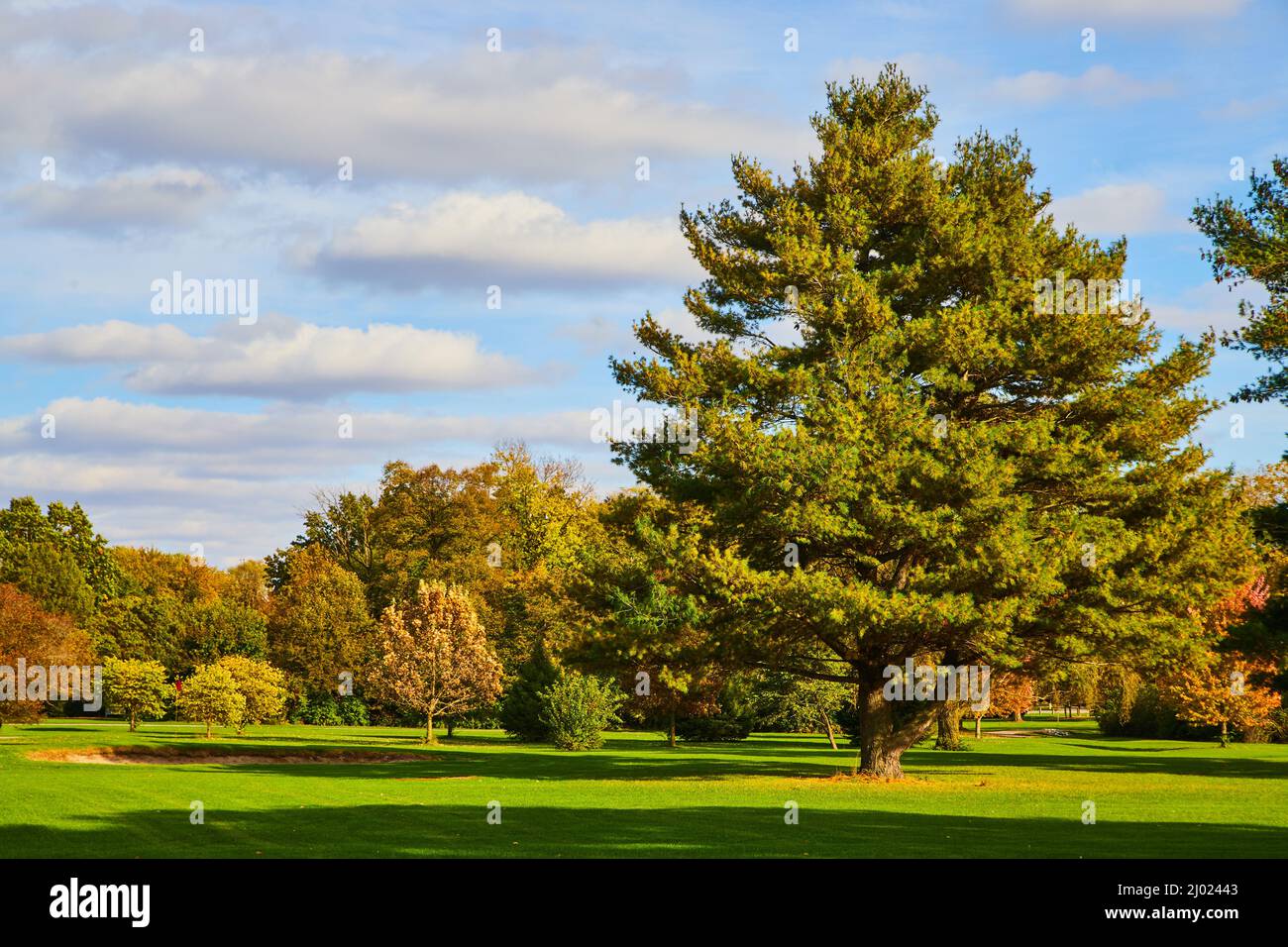 Open grass field with large pine tree Stock Photo - Alamy