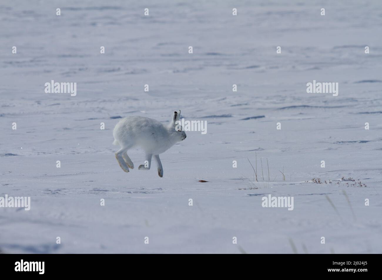 Arctic hare, Lepus arcticus, hopping around the snow in Canada's arctic ...