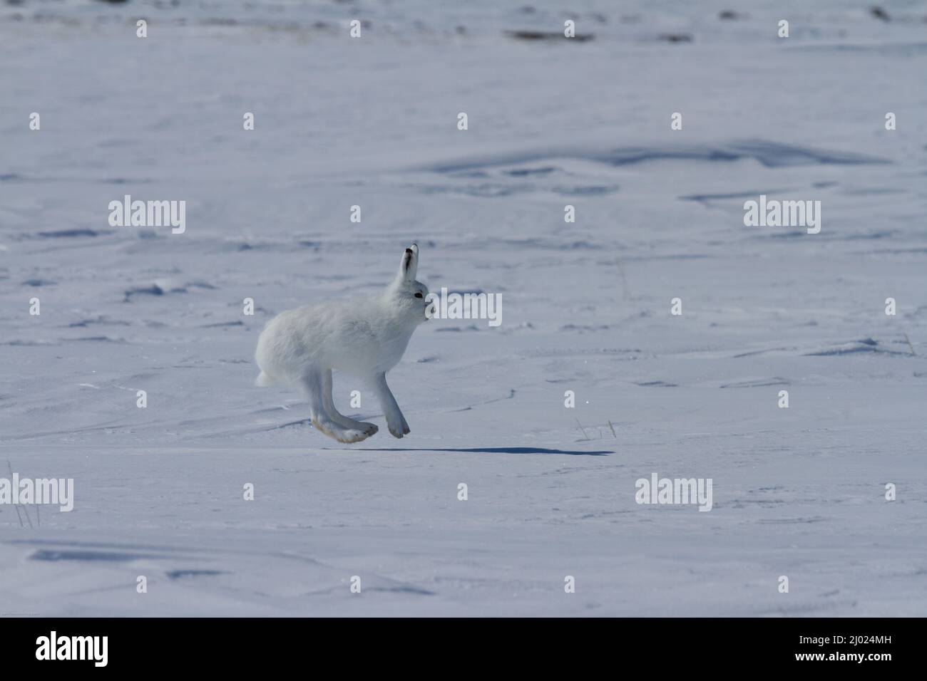 Arctic hare, Lepus arcticus, hopping around the snow in Canada's arctic ...