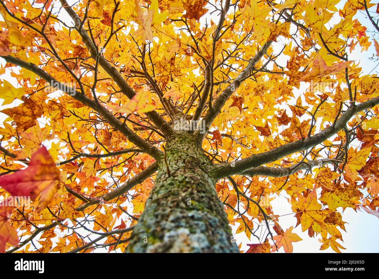 Colorful yellow tree in fall from below Stock Photo - Alamy