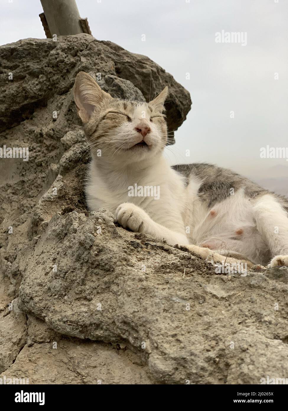 Vertical shot of a cat lying down on a stone ground Stock Photo - Alamy