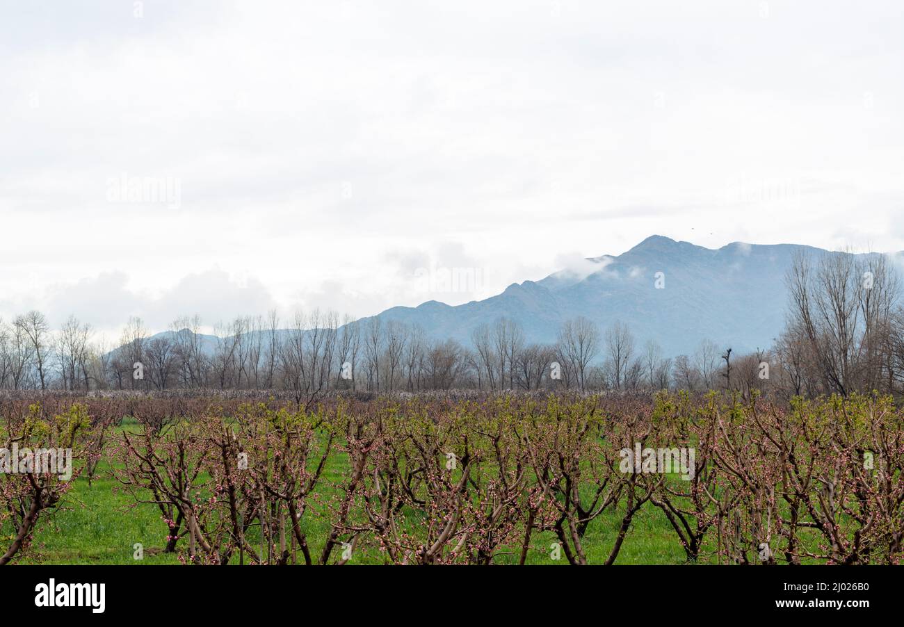 Peach fruit orchard hi-res stock photography and images - Alamy