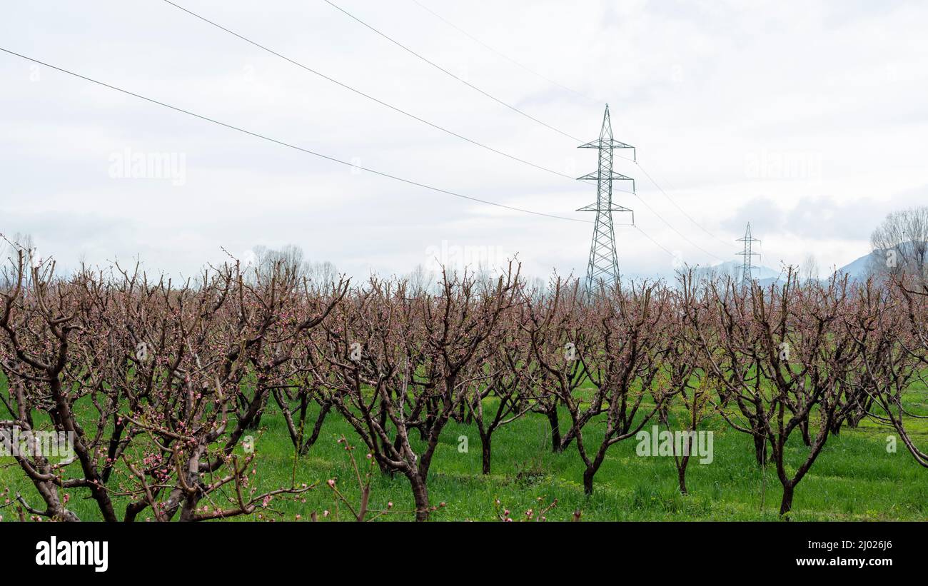 Orchard bloom hi-res stock photography and images - Alamy
