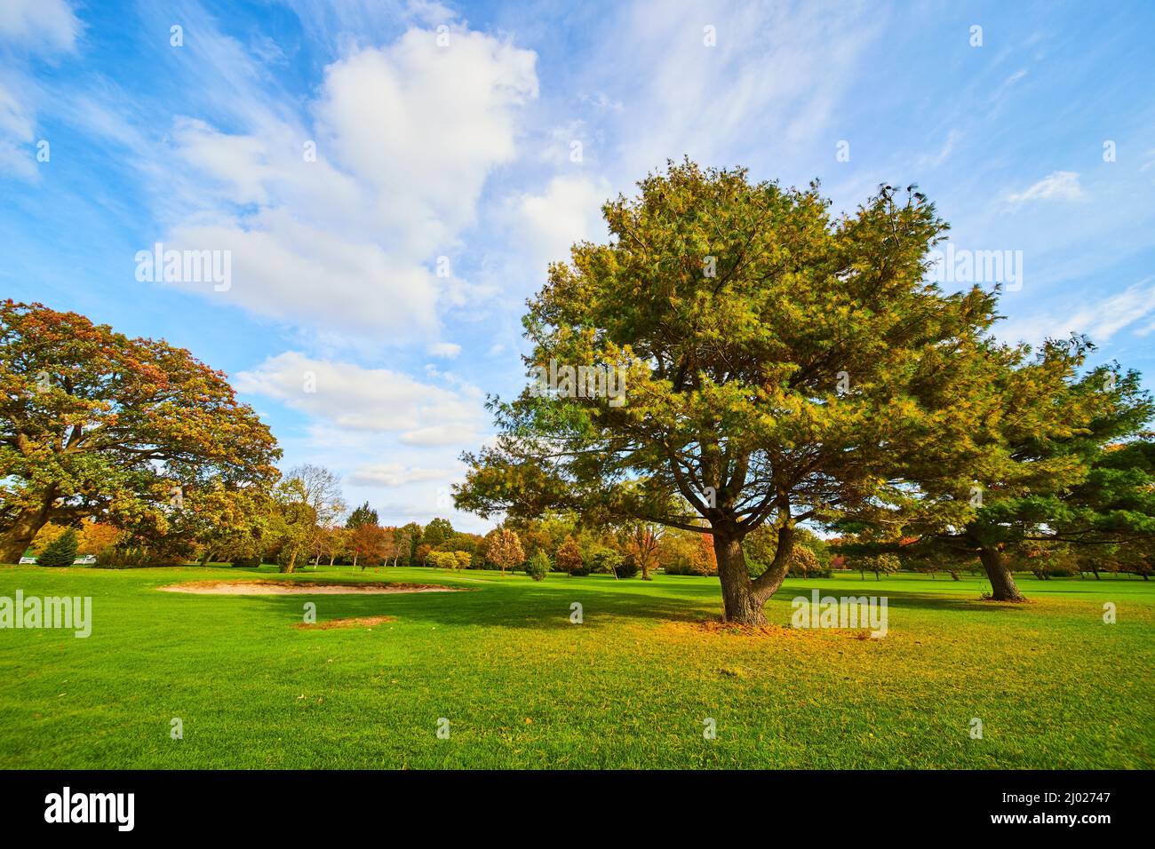 Pine trees during fall on blue sky day with clean grass landscape Stock ...