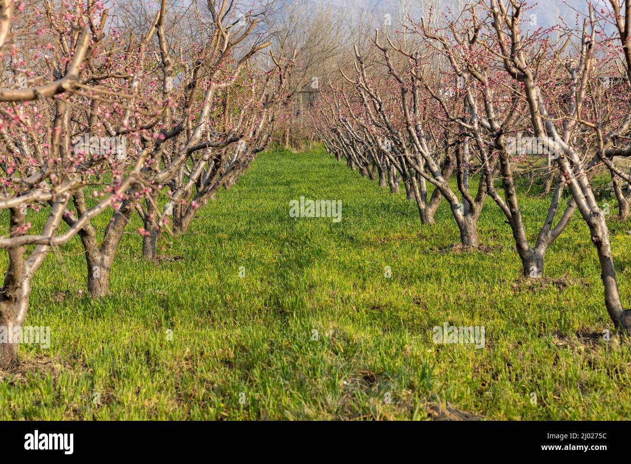 Peach blossoms in orchard hi-res stock photography and images - Alamy