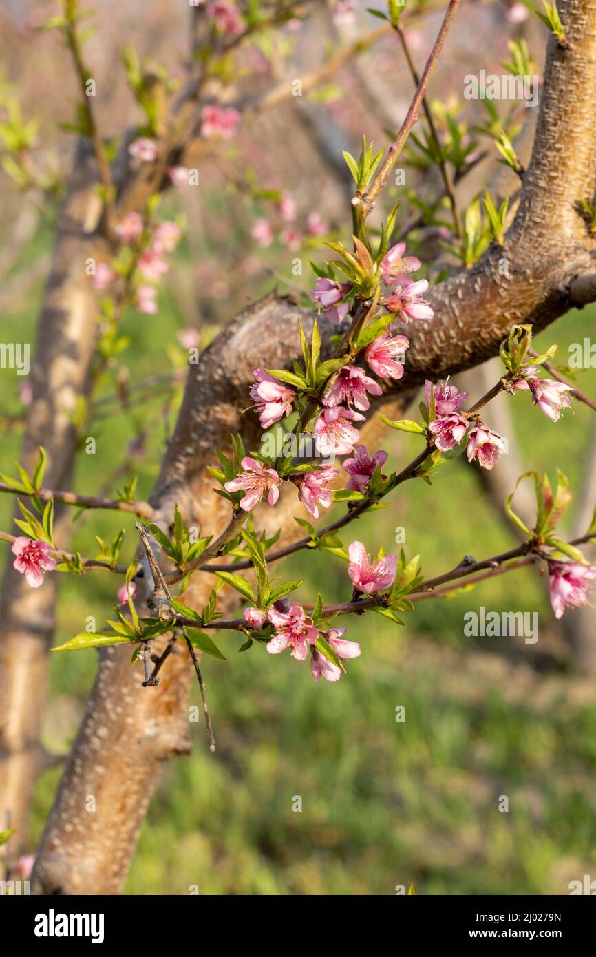 Peach tree in full bloom hi-res stock photography and images - Alamy