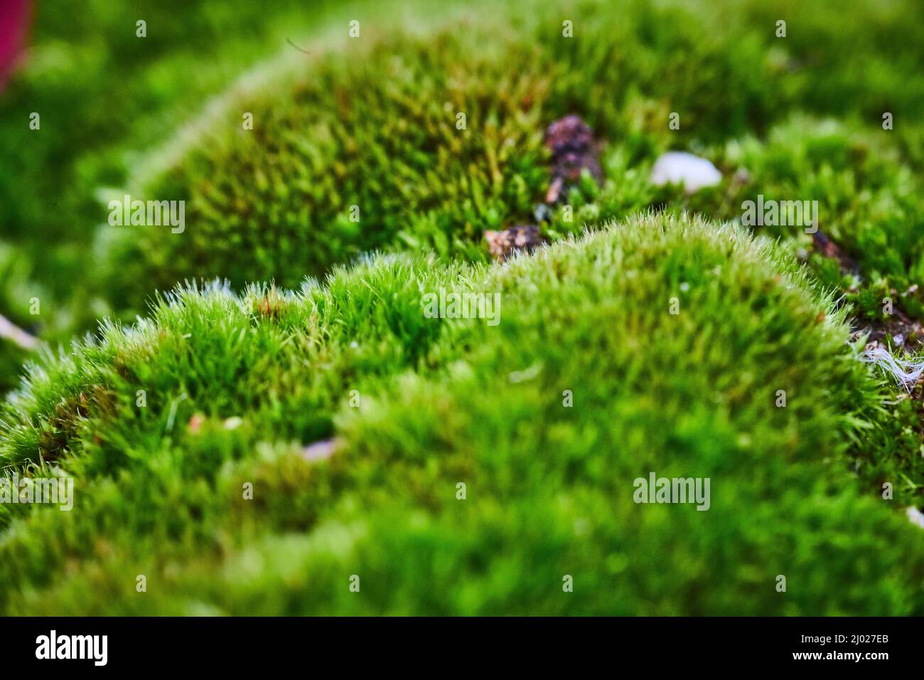 Macro detail of moss chunks on ground Stock Photo - Alamy