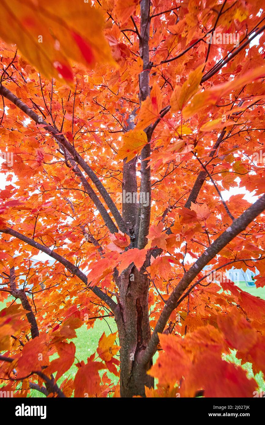 Fall season detail of orange tree Stock Photo - Alamy