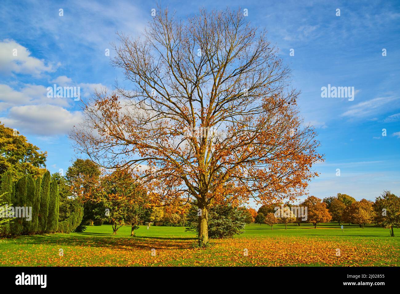 Detail of tree with fallen fall leaves on clean and open grass field ...