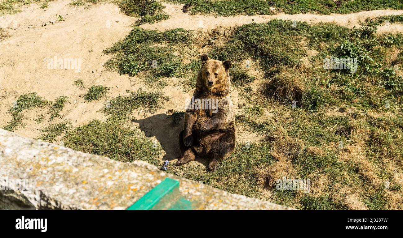 Brown bear sitting in a zoo. Brown bear in a funny pose Stock Photo - Alamy