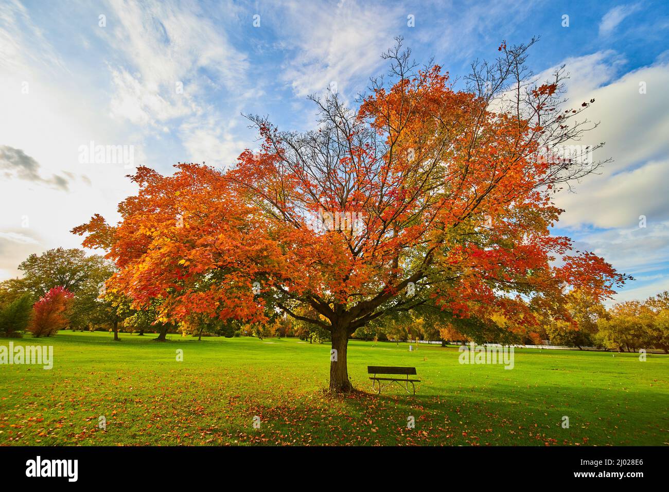 Under the orange tree hi-res stock photography and images - Alamy
