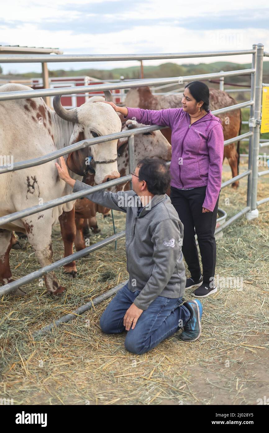 Goshala cow hi-res stock photography and images - Alamy