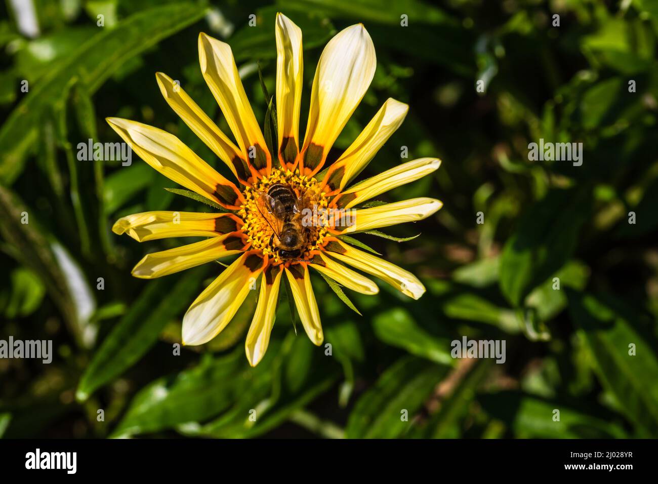 Beautiful natural flowers in the garden. Detail photo of flower Stock ...