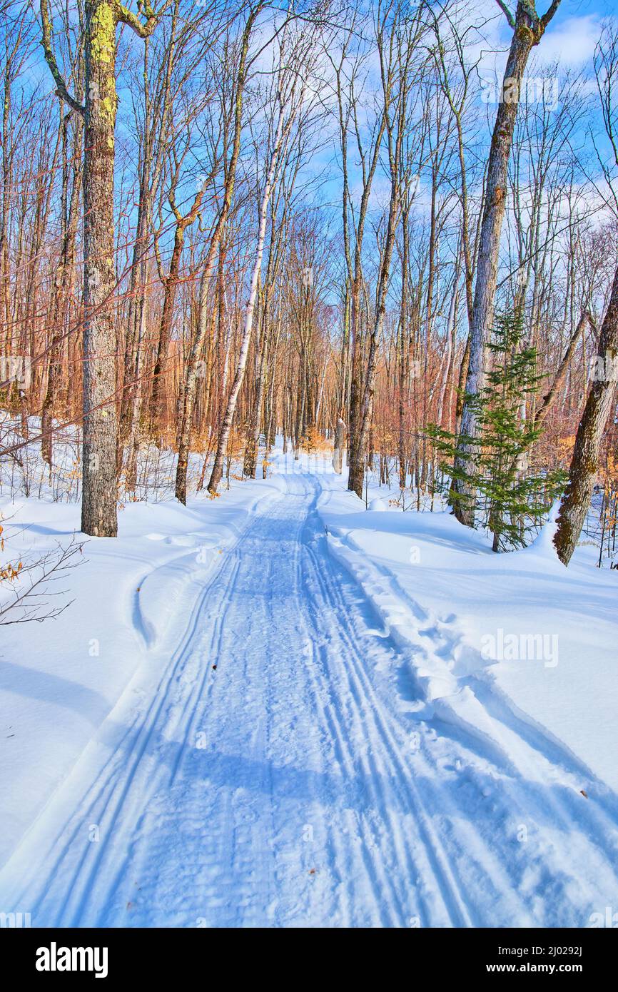 Snowy landscape of hiking path in winter with trees and yellow leaves ...