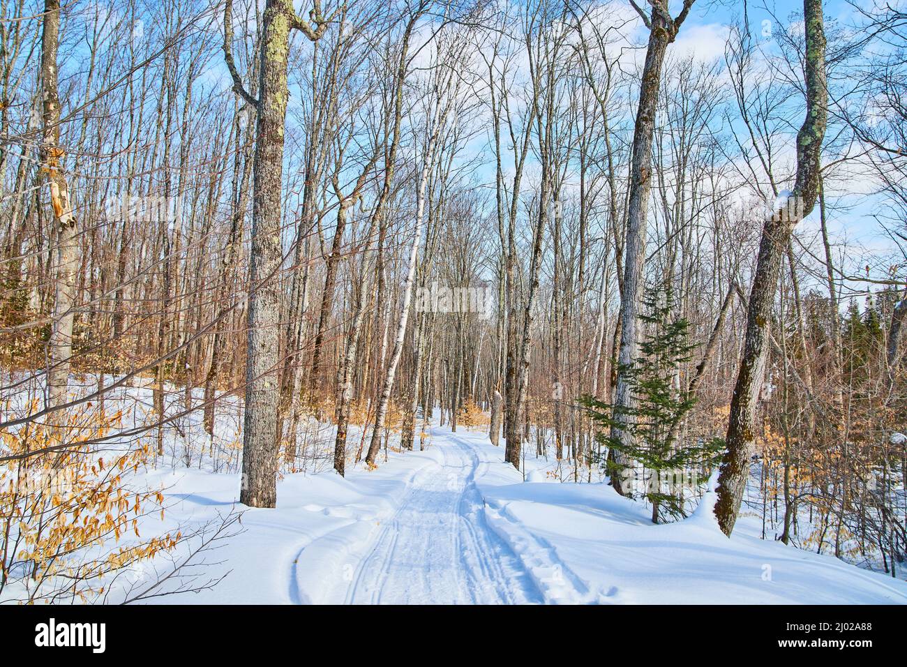 Landscape of snow-covered walking path in the forest Stock Photo - Alamy