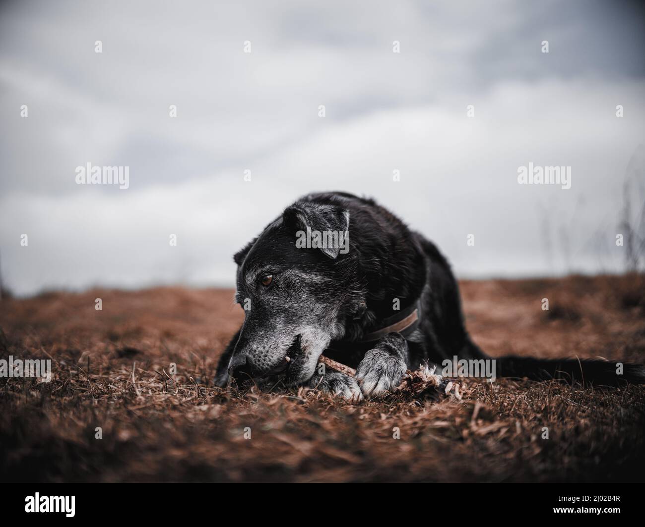 Black mongrel dog resting in a dry field Stock Photo - Alamy