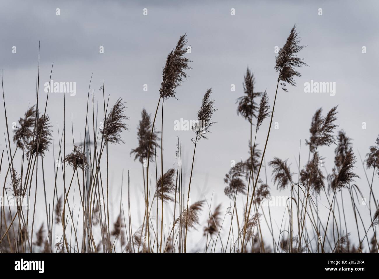 Windy cane field hi-res stock photography and images - Alamy