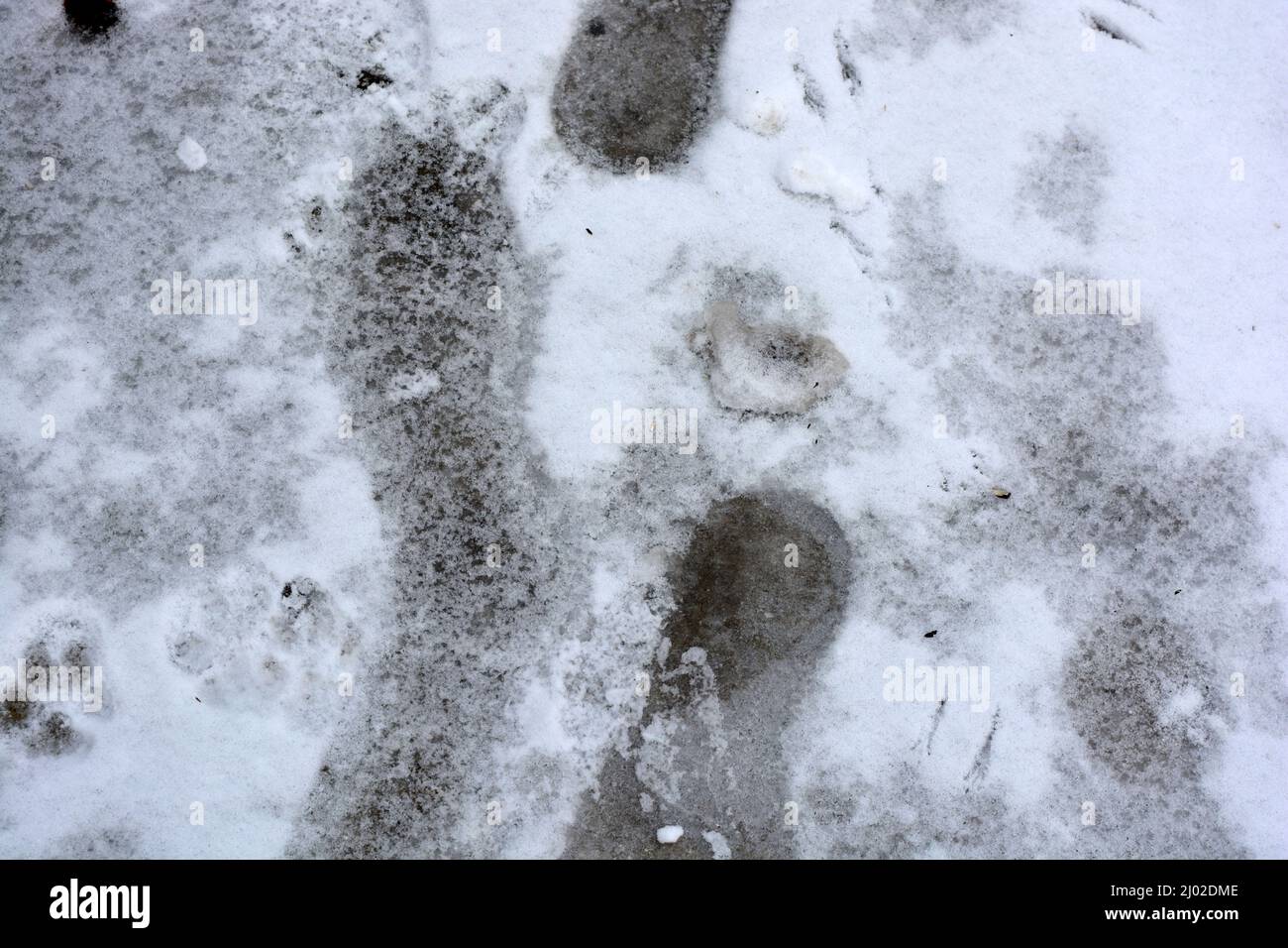 Unusual human footprints from shoes on a white snow road in winter ...