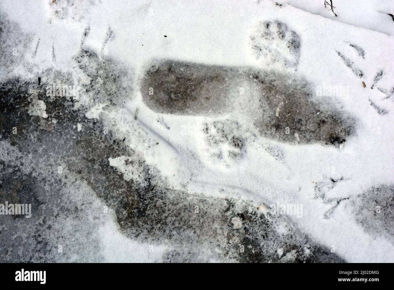 Unusual human footprints from shoes on a white snow road in winter ...