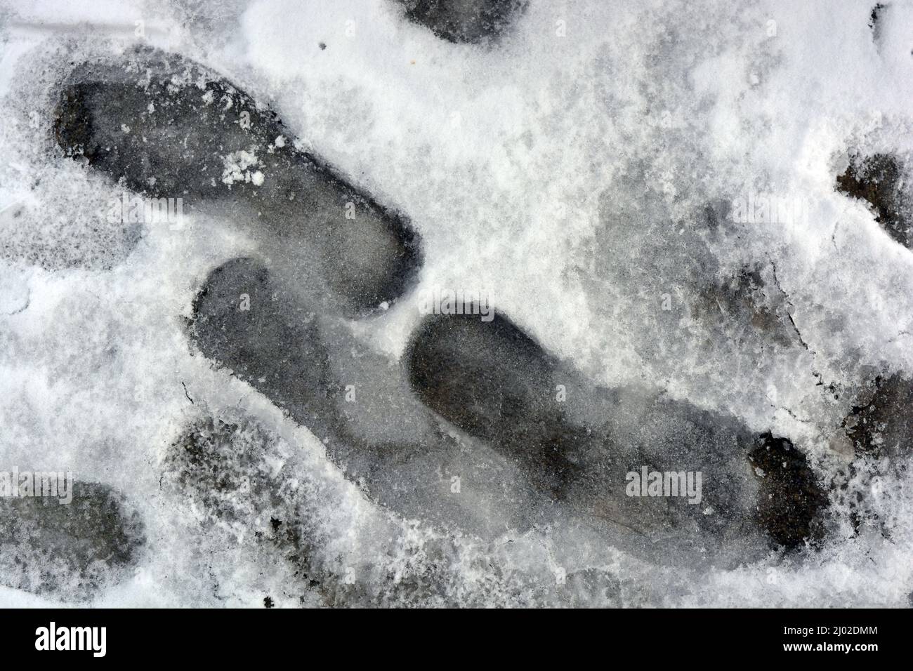 Unusual human footprints from shoes on a white snow road in winter ...