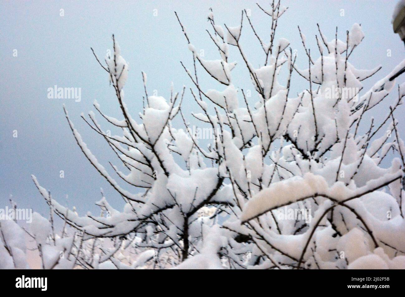 Beautiful and unusual nature, beautiful winters, fruit trees covered ...