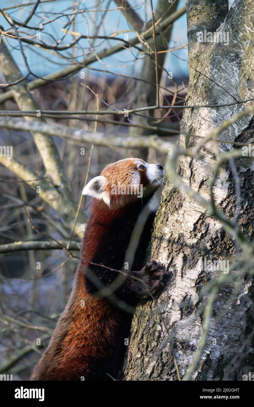 Vertical closeup shot of the red panda trying to climb a tree in the ...
