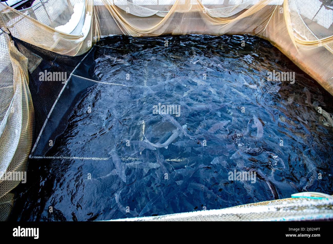 Fish farm for breeding sturgeon fry. Concept aquaculture pisciculture ...