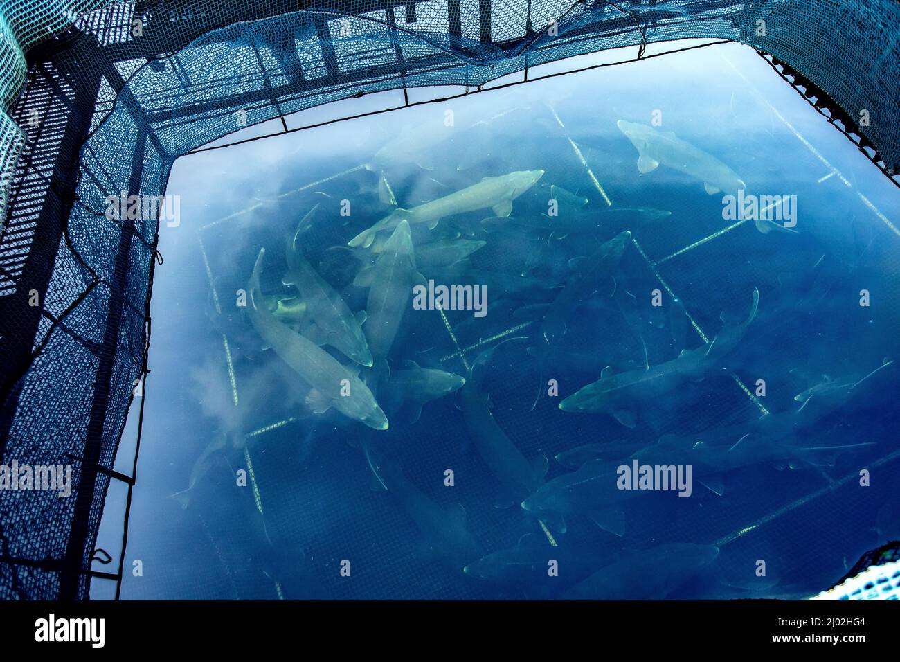 Fish farm for breeding sturgeon fry. Concept aquaculture pisciculture ...