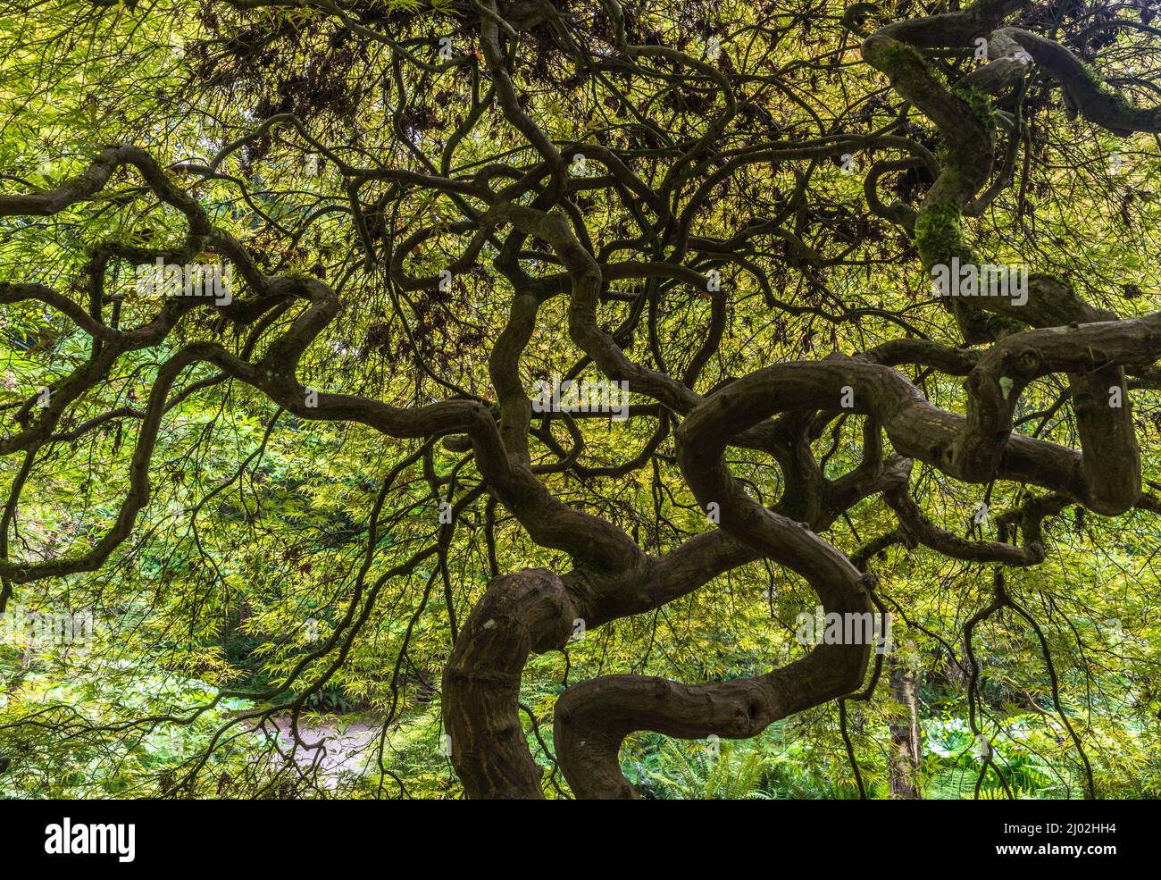 Seattle pacific university hi-res stock photography and images - Alamy