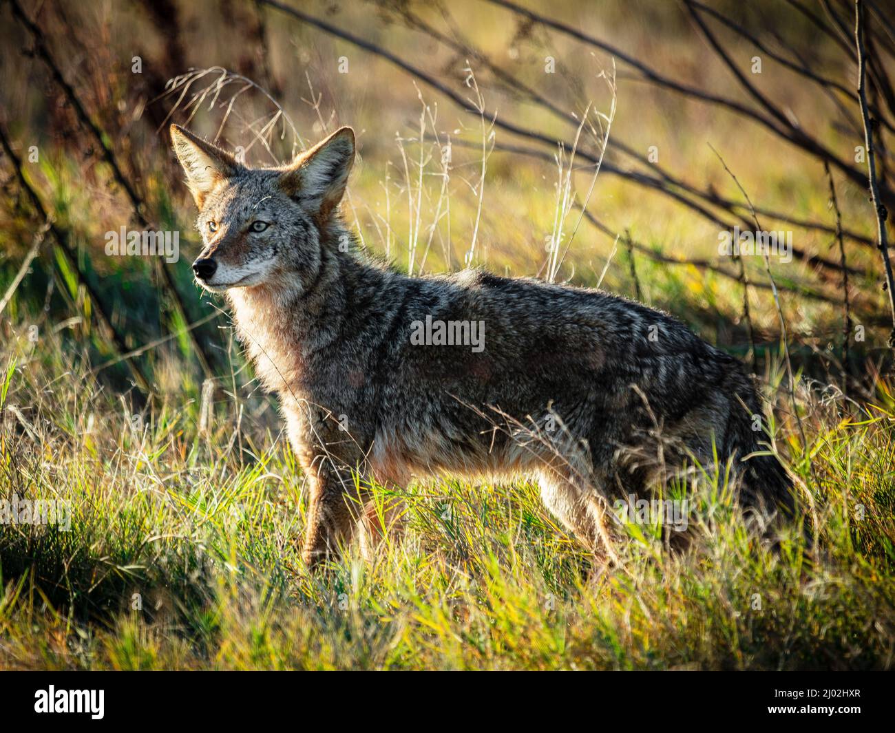 Lone coyote in the grassland looking for prey Stock Photo - Alamy