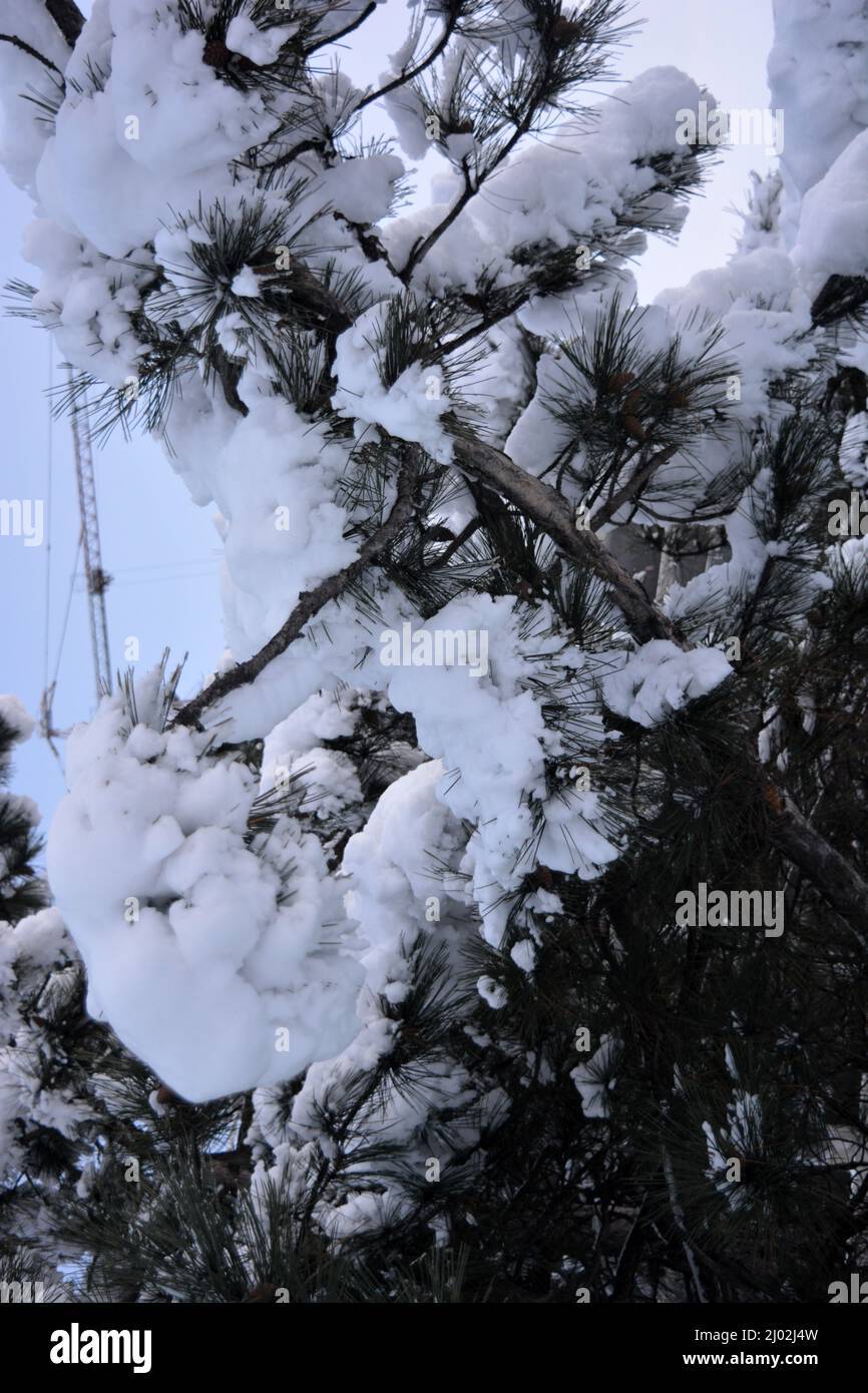 Alley birch trees road growing hi-res stock photography and images - Alamy