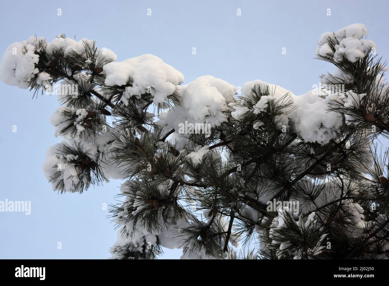 Alley birch trees road growing hi-res stock photography and images - Alamy
