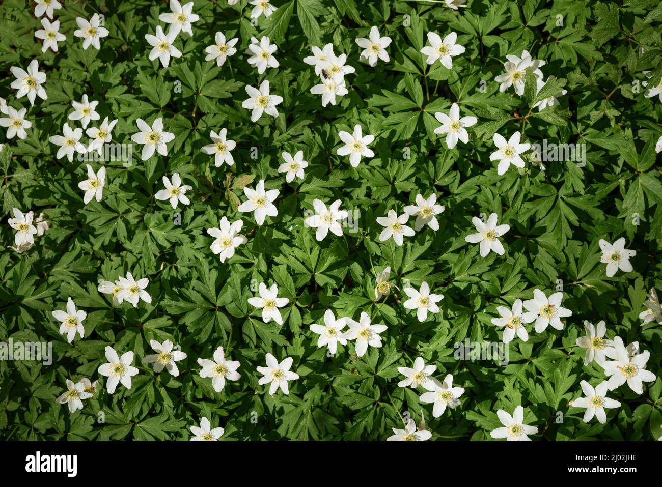 Beautiful field anemone wildflowers in sunlight. Spring forest ...
